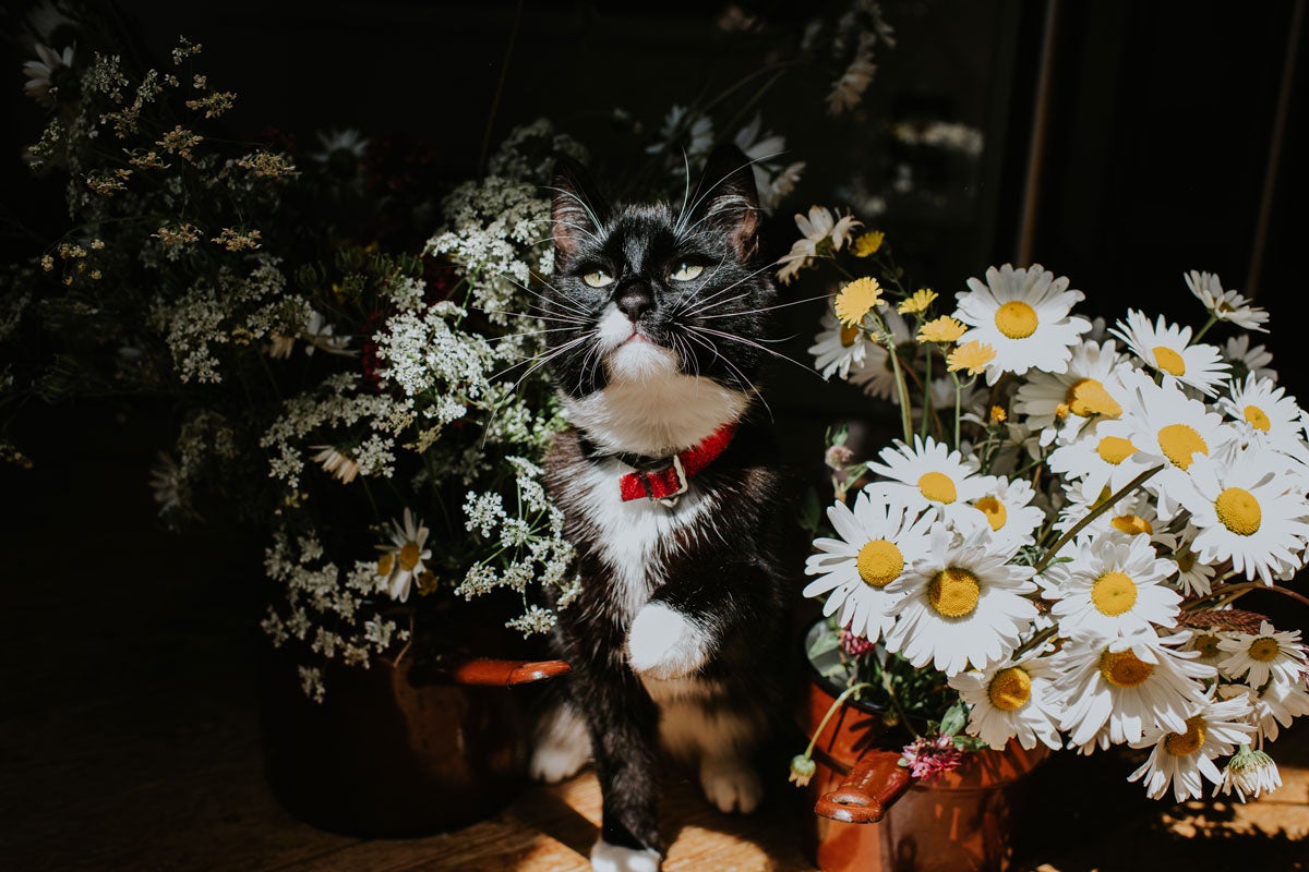 Best antihistamine for cat allergies: What to know | Optum Perks
